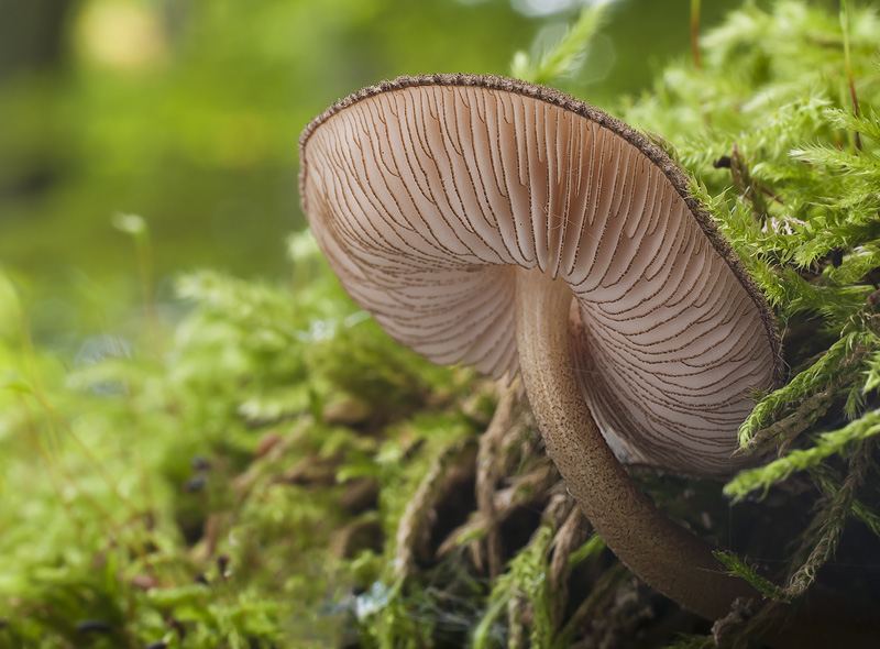 Pluteus umbrosus (Štítovka stinná)