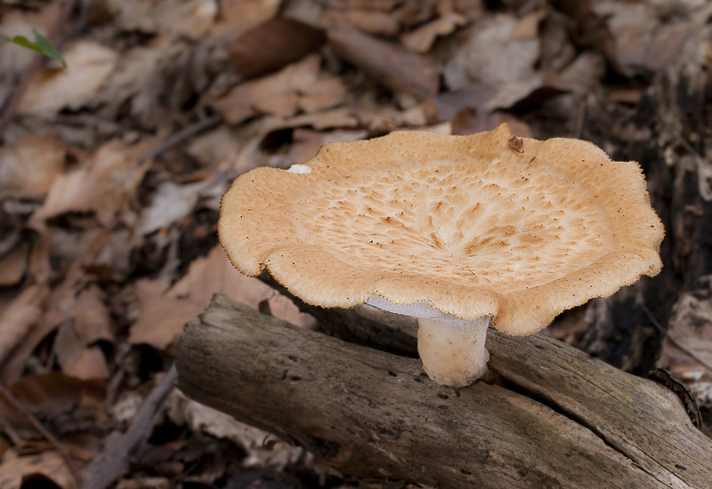Polyporus tuberaster (Choroš hlízovitý, ch. štětičkatý)
