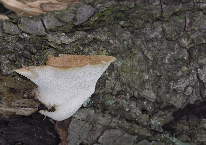 Polyporus tuberaster (Choroš hlízovitý, ch. štětičkatý)