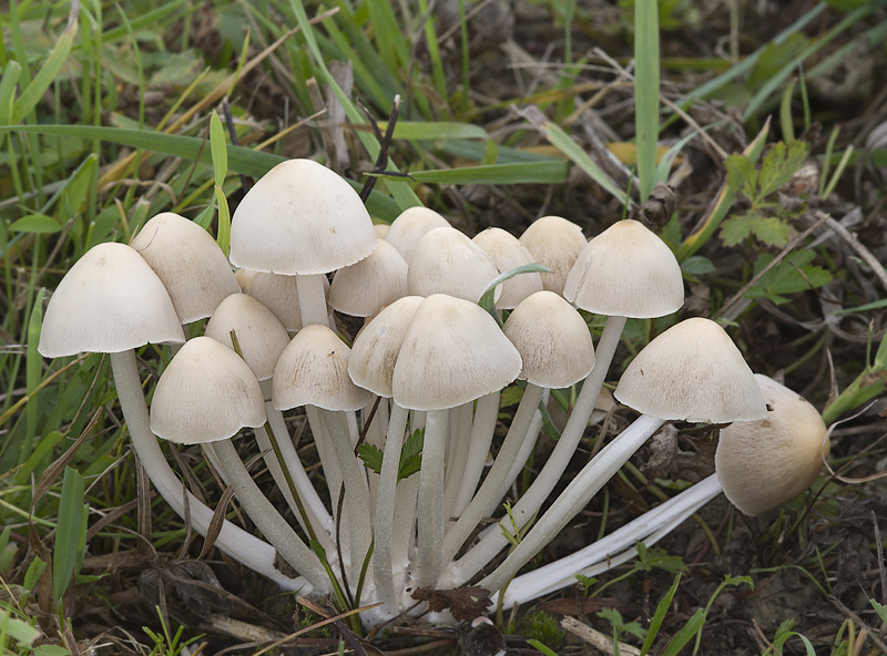 Psathyrella multipedata (Křehutka rozvětvená)