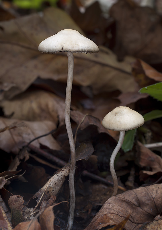 Psilocybe serbica var. arcana (Lysohlávka srbská tajemná)