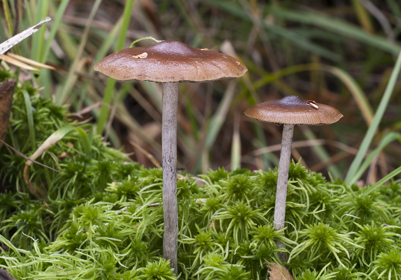 Psilocybe fuscofulva (Lysohlávka rašelinná)