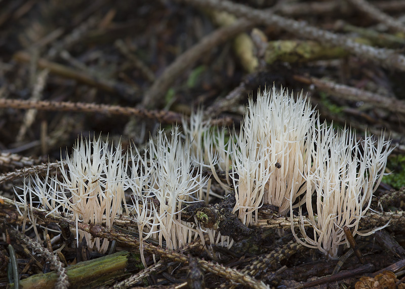 Pterula multifida (Štětináček bělavý)