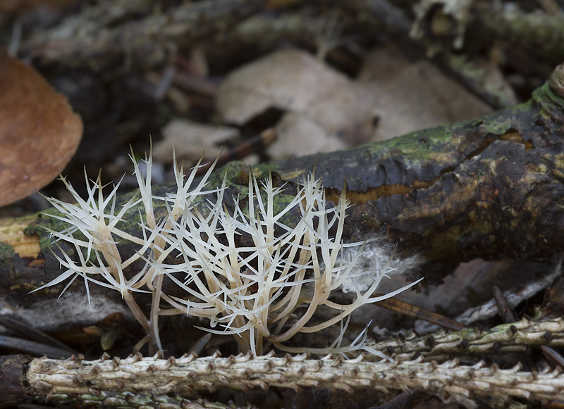 Pterula multifida (Štětináček bělavý)