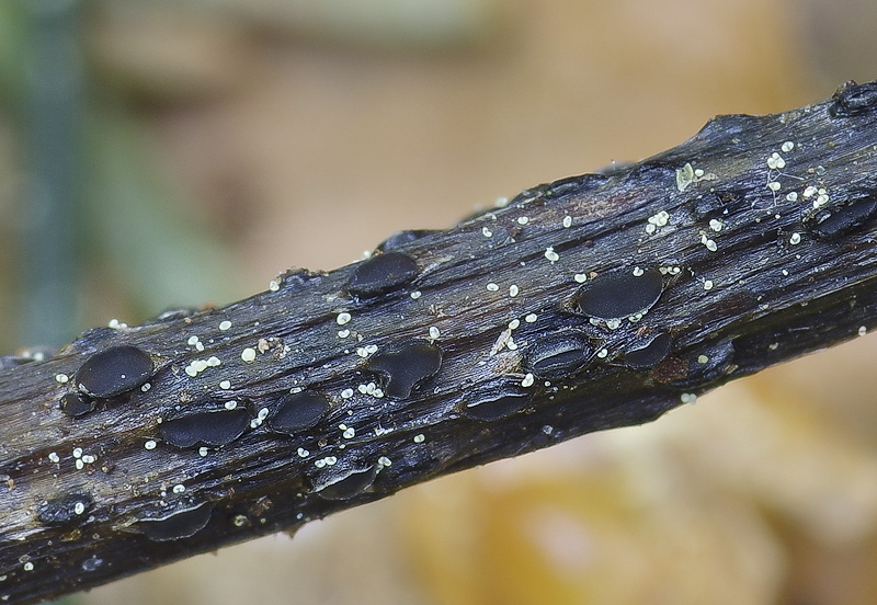 Pyrenopeziza petiolaris (Průtržka řapíková)