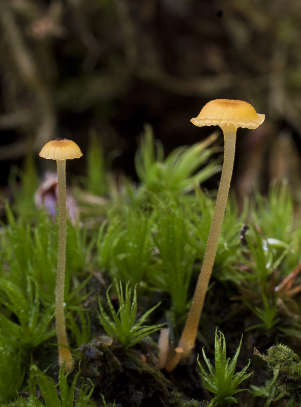 Rickenella fibula (Kalichovka oranžová)