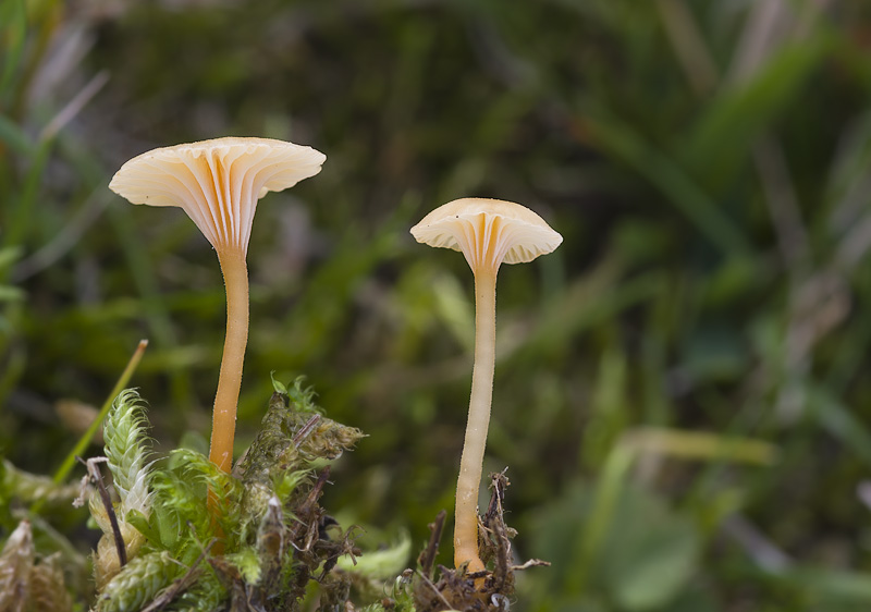 Rickenella fibula (Kalichovka oranžová)