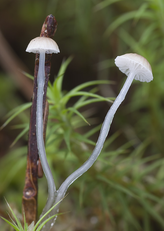 Roridomyces roridus (Helmovka lepkavá)