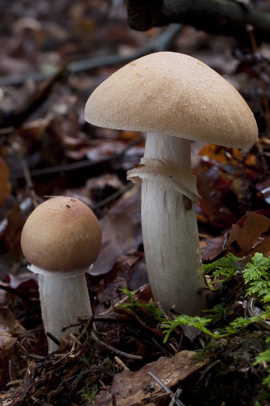 Rozites caperata (Sluka svraskalá)