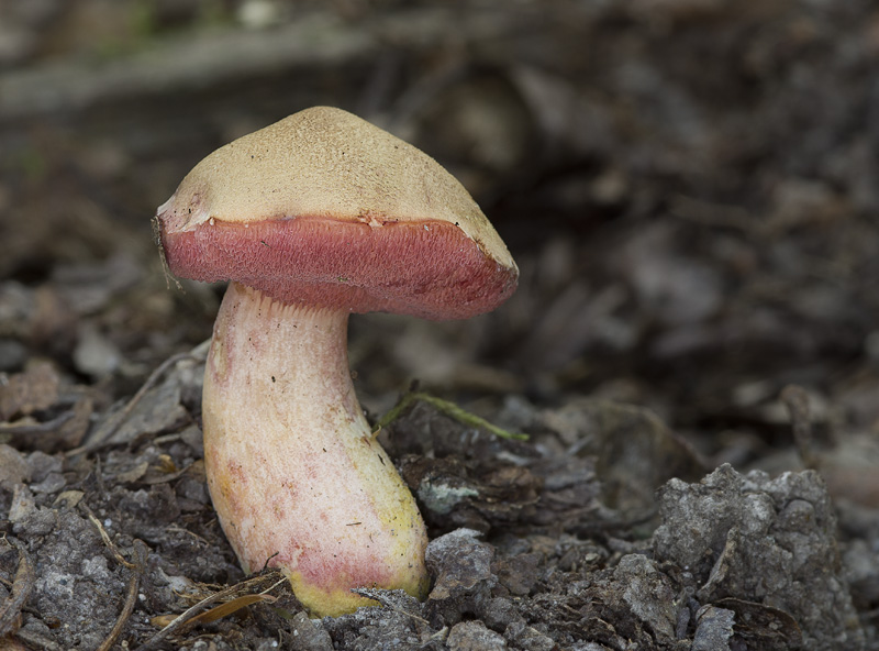 Rubinoboletus rubinus (Hřib rubínový)