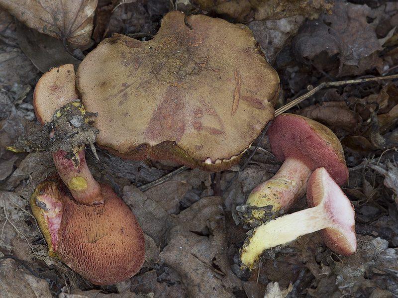 Rubinoboletus rubinus (Hřib rubínový)