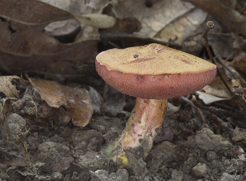 Rubinoboletus rubinus (Hřib rubínový)