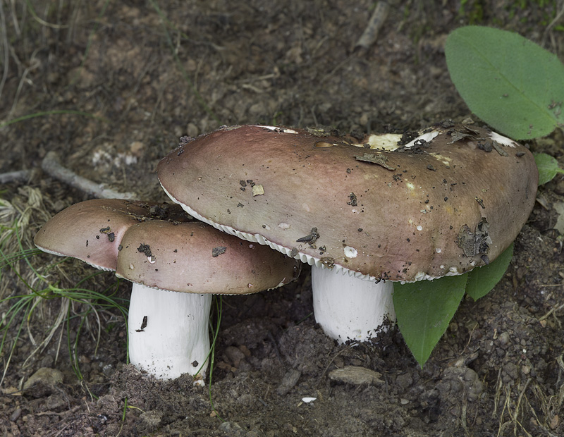 Russula alutacea (Holubinka podrusá)