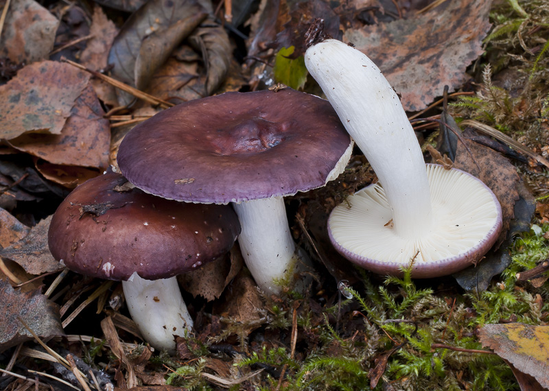 Russula caerulea (Holubinka nahořklá)