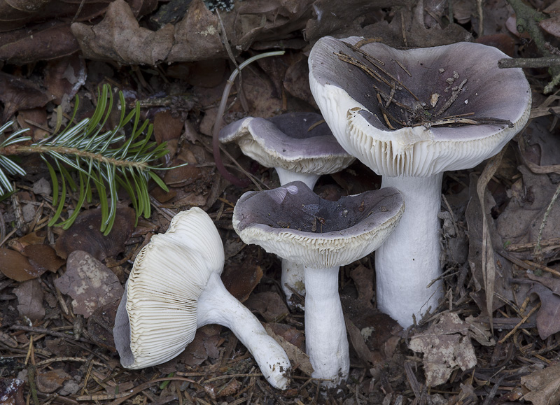 Russula azurea (Holubinka azurová)