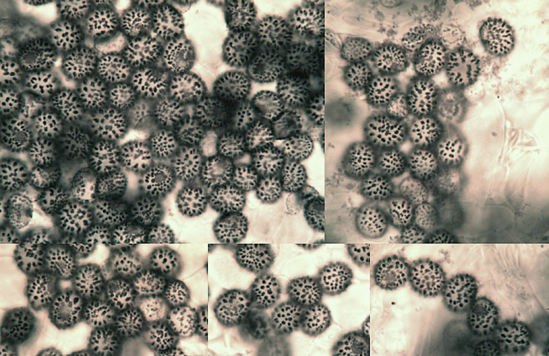 Russula cuprea (Holubinka měďová)