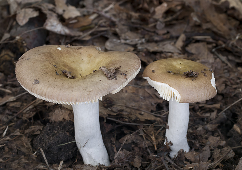 Russula cuprea (Holubinka měďová)