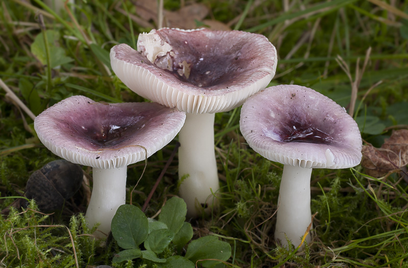 Russula fragilis (Holubinka křehká)