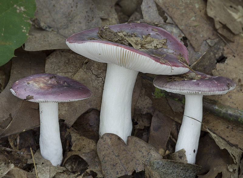 Russula fragilis (Holubinka křehká)