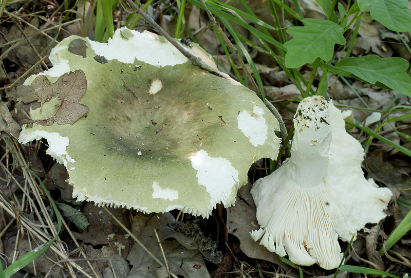 Russula heterophylla (Holubinka bukovka)