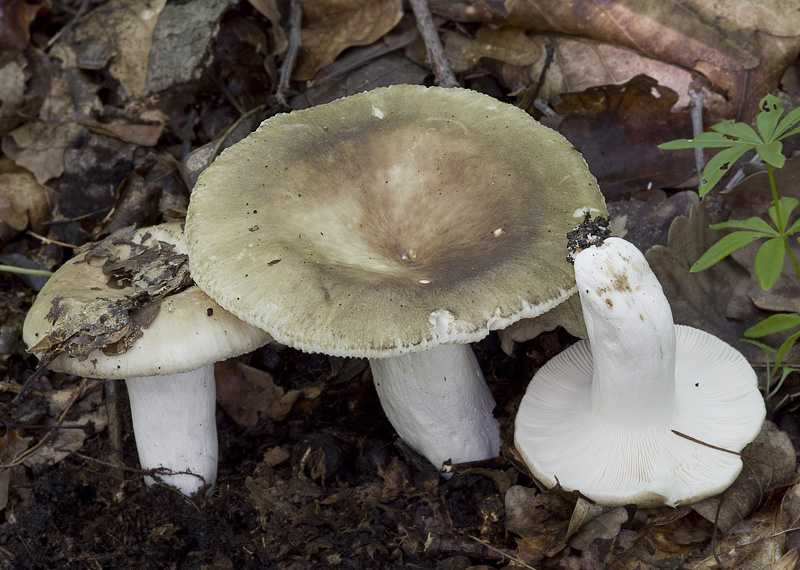 Russula heterophylla (Holubinka bukovka)