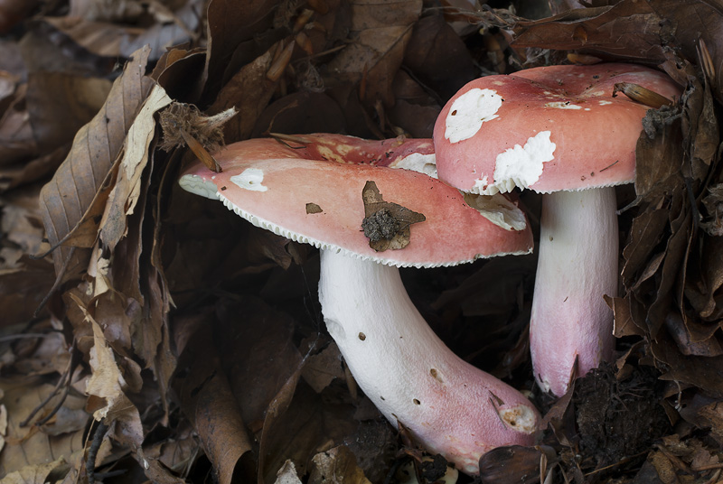 Russula rosea (Holubinka sličná)