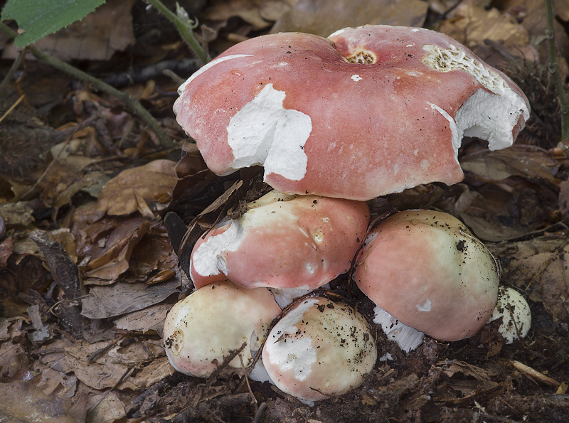 Russula rosea (Holubinka sličná)