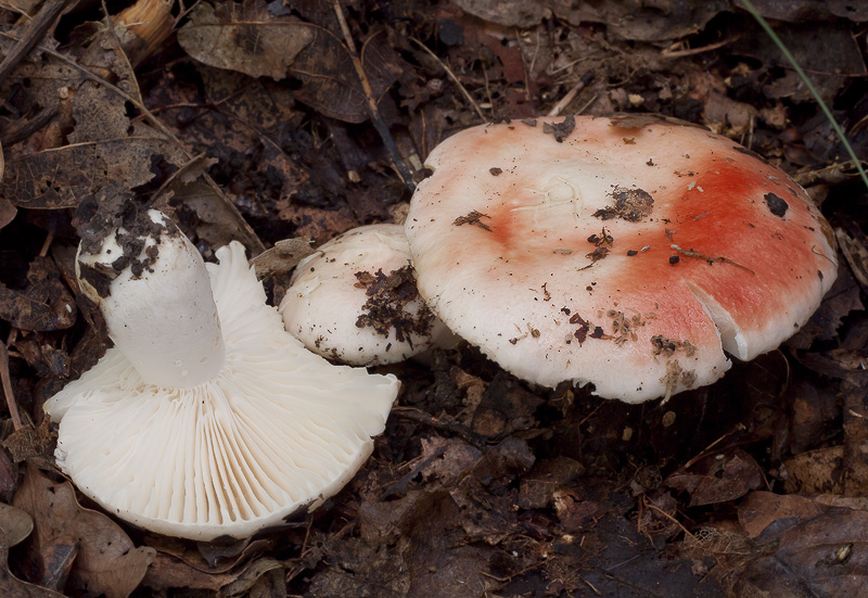 Russula luteotacta (Holubinka citlivá)