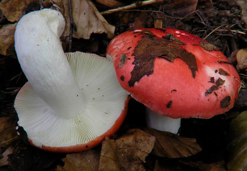 Russula nobilis (Holubinka nádherná)