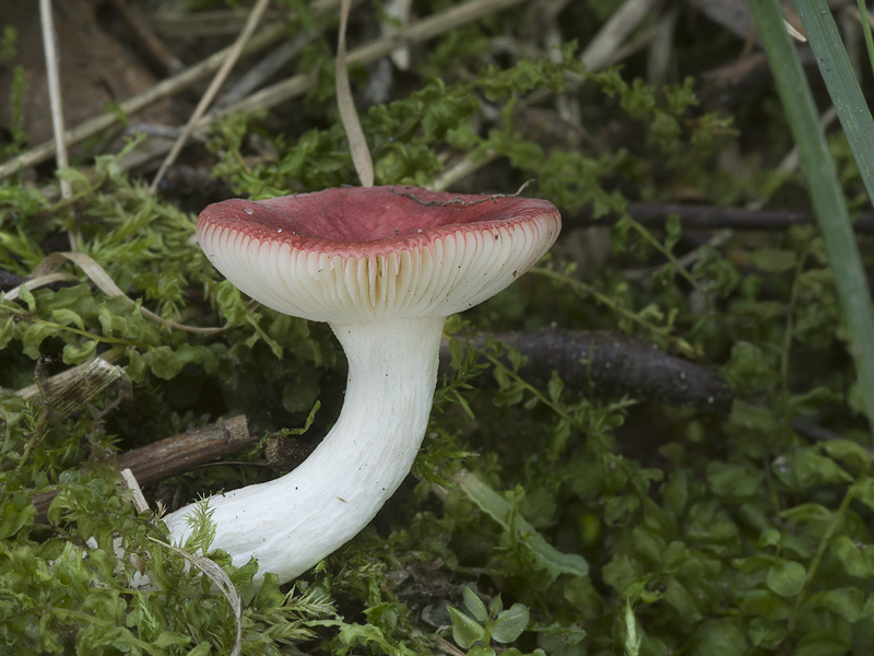 Russula nitida (Holubinka lesklá)