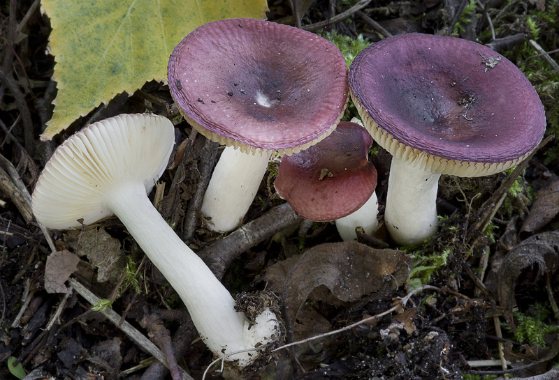 Russula nitida (Holubinka lesklá)