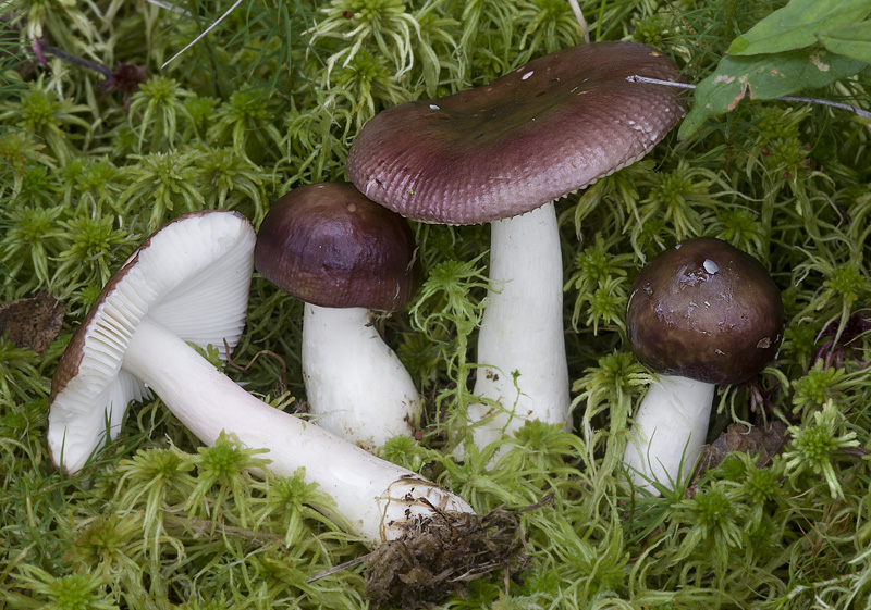 Russula nitida (Holubinka lesklá)