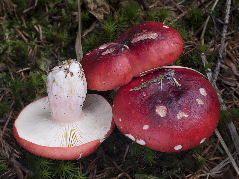 Russula rhodopus (Holubinka rudonohá)