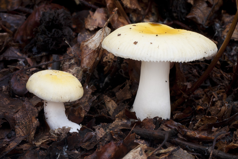 Russula solaris (Holubika sluneční)