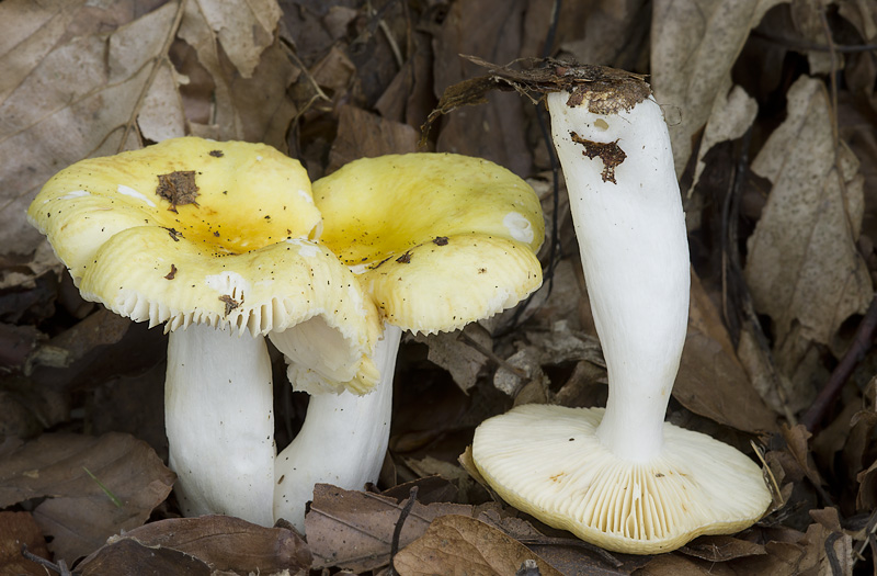 Russula solaris (Holubika sluneční)