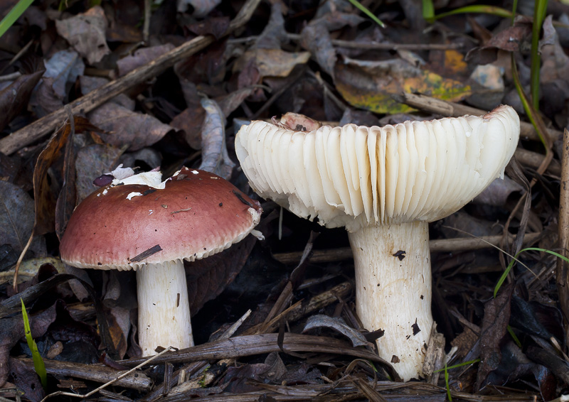 Russula subrubens (Holubinka mokřadní)