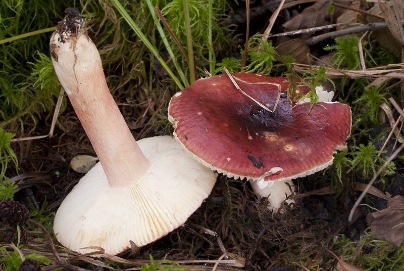 Russula subrubens (Holubinka mokřadní)