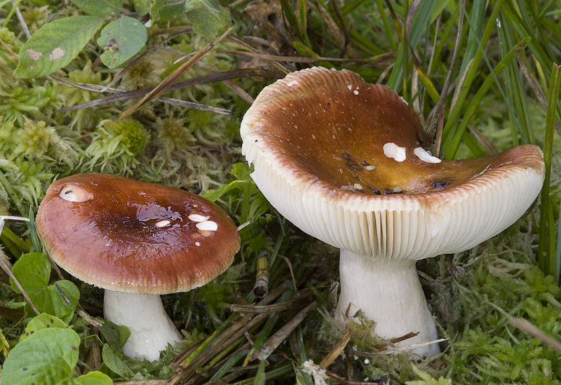 Russula subrubens (Holubinka mokřadní)