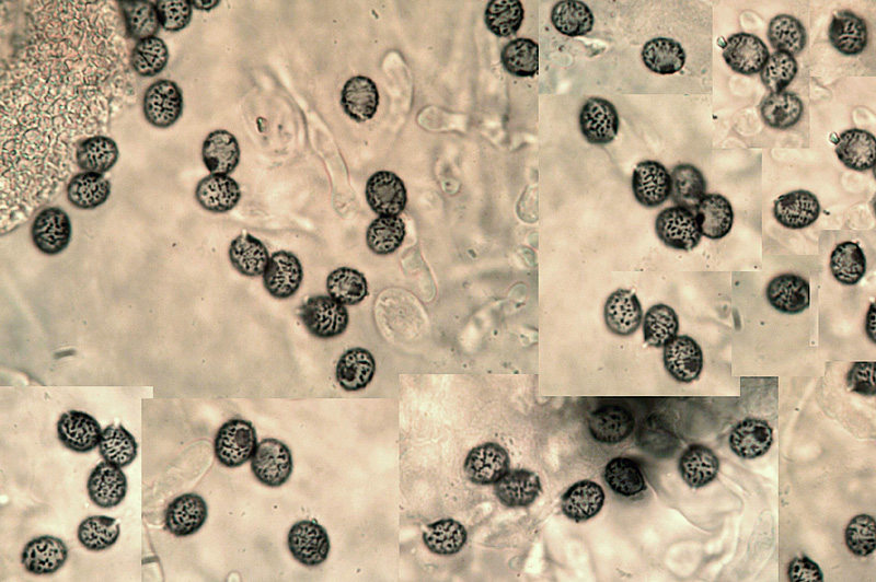 Russula velutipes (Holubinka jitřenková)