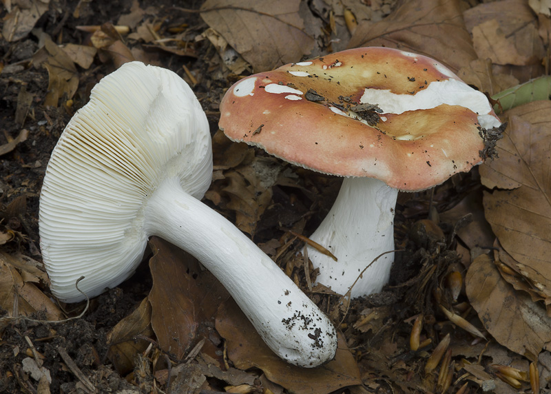 Russula velutipes (Holubinka jitřenková)