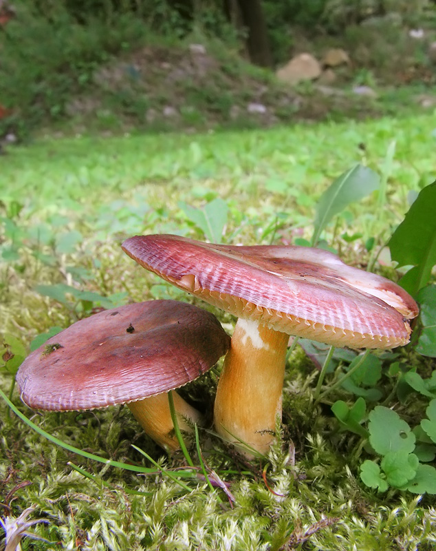 Russula versicolor (Holubinka unylá)