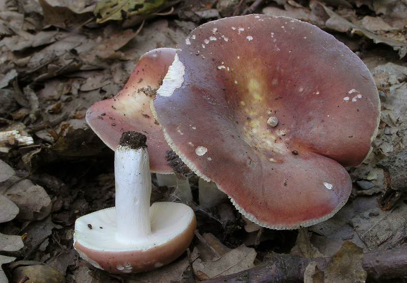 Russula vesca (Holubinka mandlová)