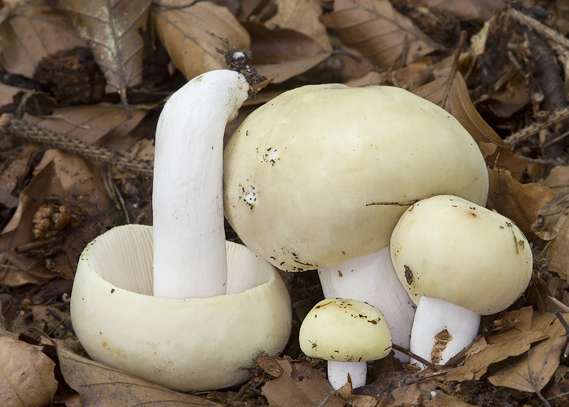 Russula violeipes (Holubinka fialovonohá)