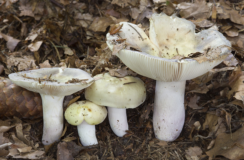 Russula violeipes (Holubinka fialovonohá)