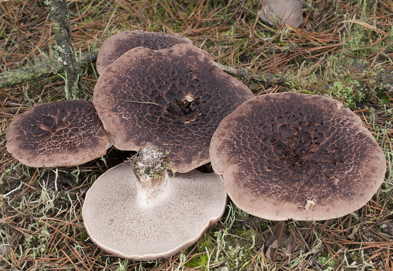 Sarcodon squamosus (Lošák šupinatý)