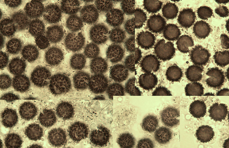 Scleroderma areolatum (Pestřec jamkatý)