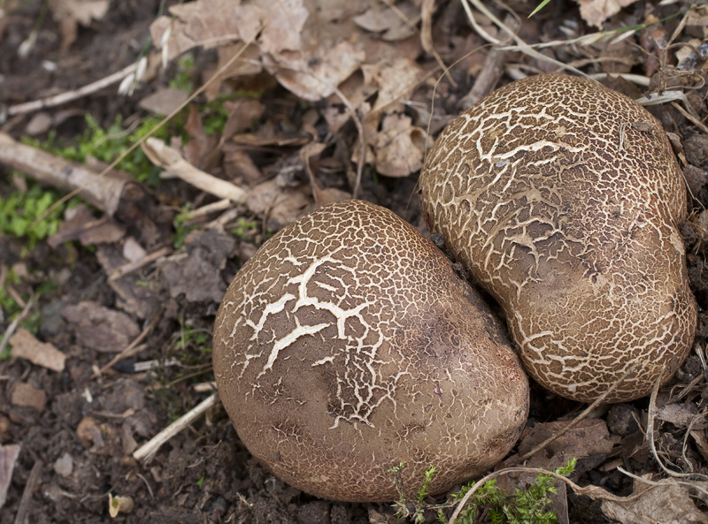 Scleroderma cepa cf. (Pestřec cibulovitý)