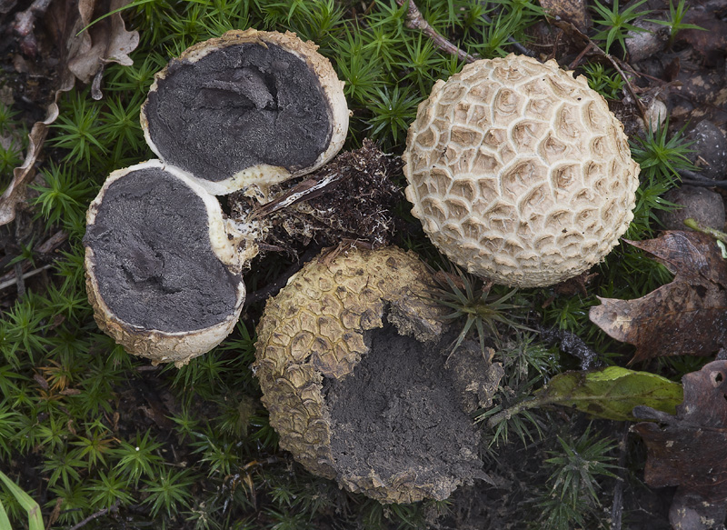 Scleroderma citrinum (Pestřec obecný)