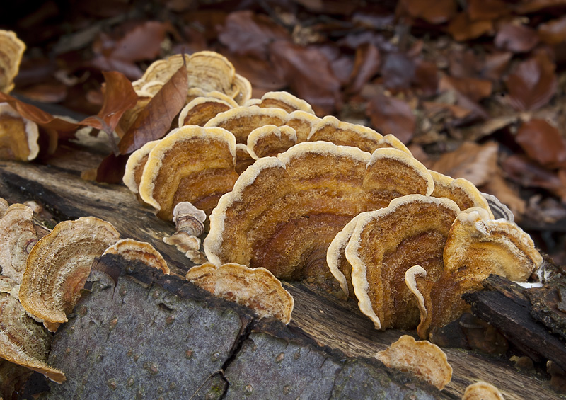 Stereum hirsutum (Pevník chlupatý)