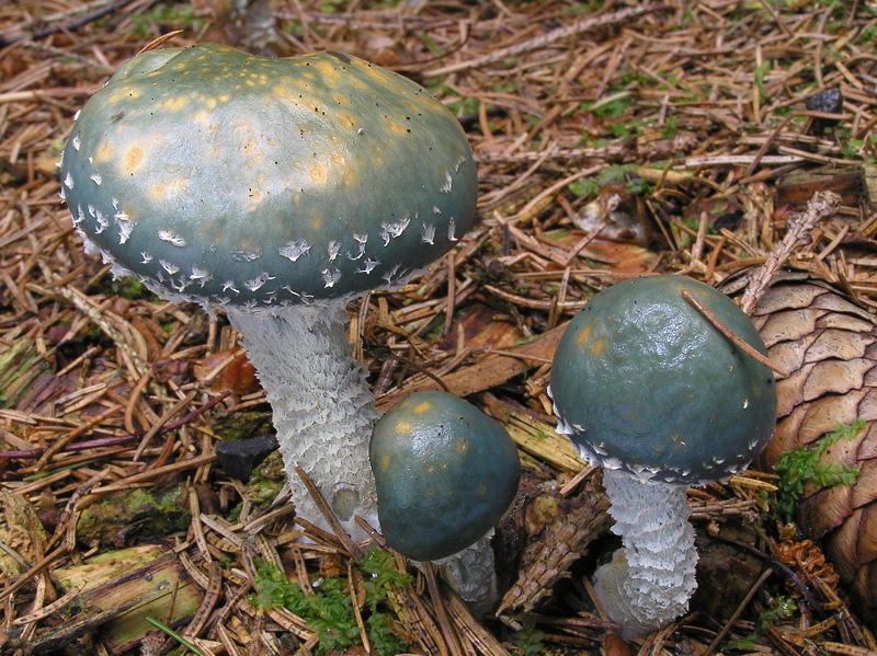 Stropharia aeruginosa (Límcovka měděnková)